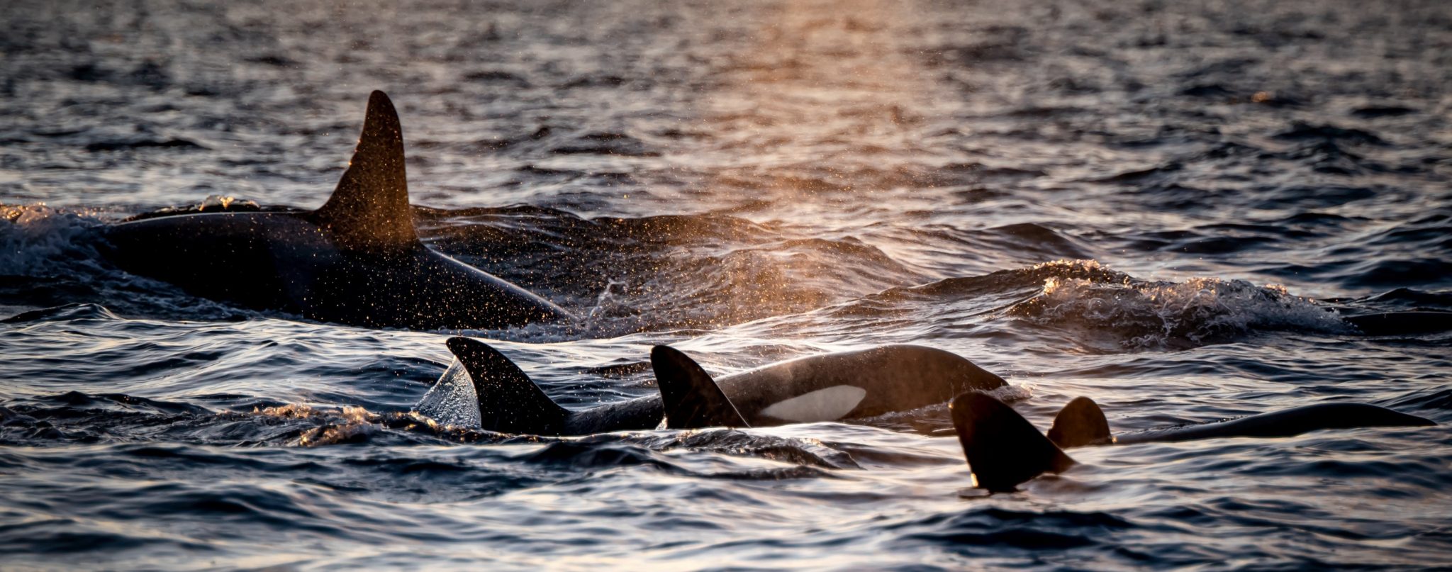 AI 4 Orcas – Open Artificial Intelligence for Orca Conservation